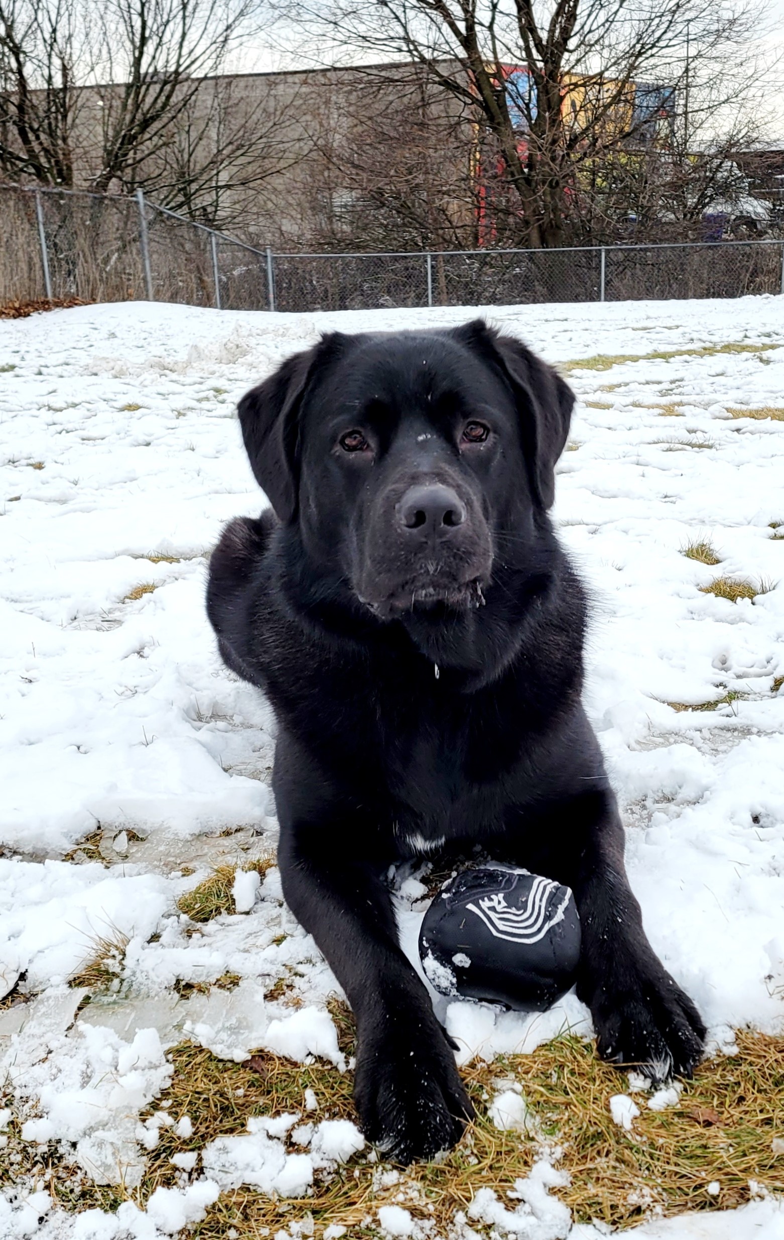 Adoptable Pet of the Week: Sass – Local News