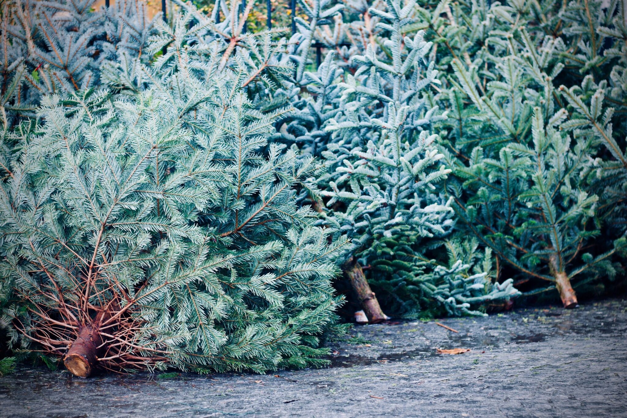 RBG Needs 3,000 Christmas Trees to Help Restore Local Wetlands, and You ...
